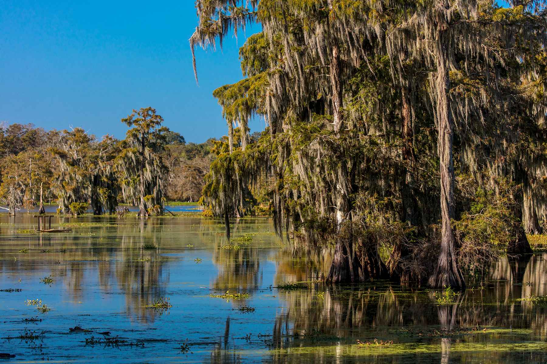Bespoke Cajun Country Holidays with Journeyscape