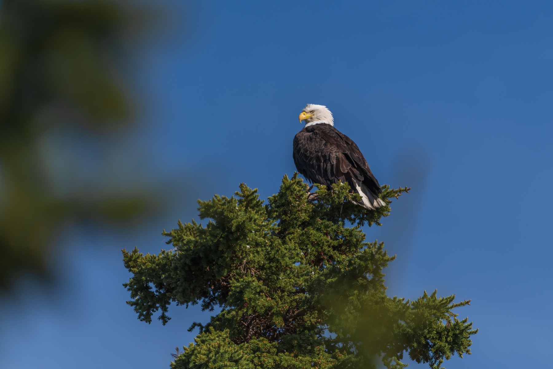 Eagle Canoe Tour - Journeyscape