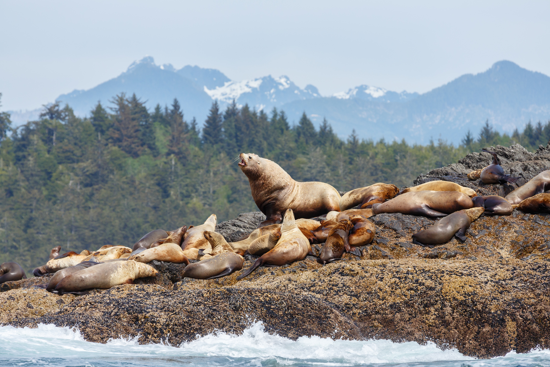 Resurrection Bay Wildlife Cruise - Journeyscape