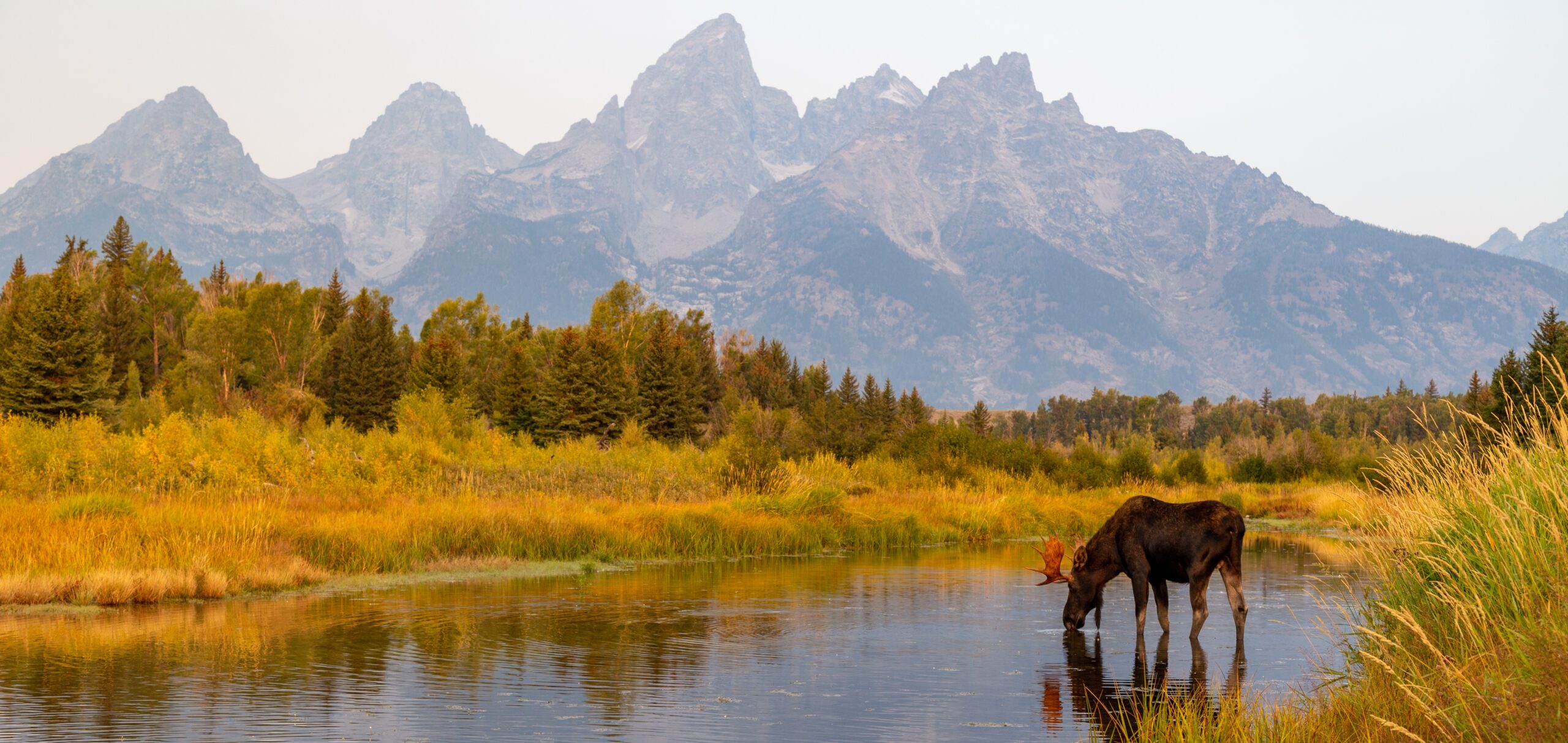 Wildlife Adventure in Grand Teton National Park - Journeyscape
