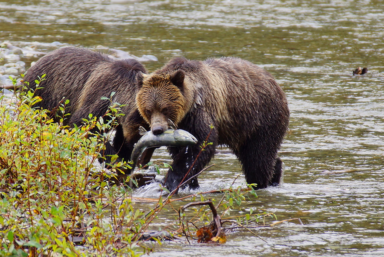 Discover the Wildlife of Vancouver Island - Journeyscape