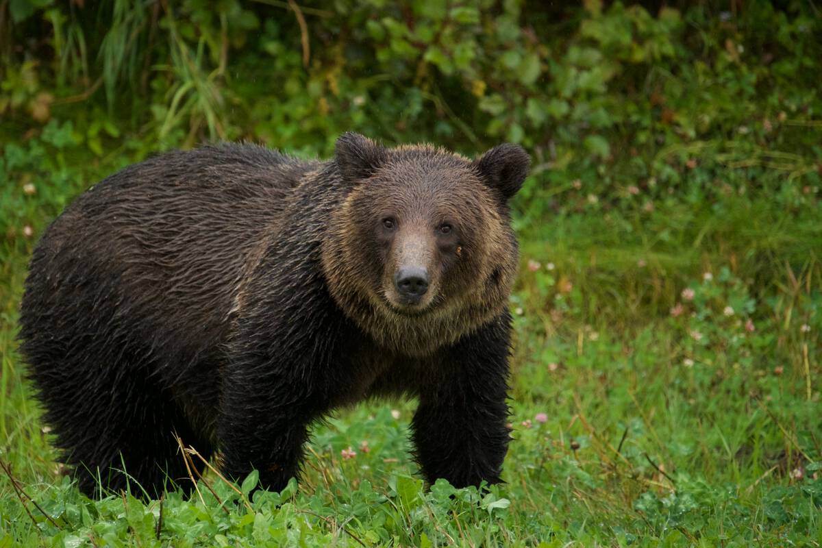 Grizzly Bear Viewing Tour British Columbia - Journeyscape